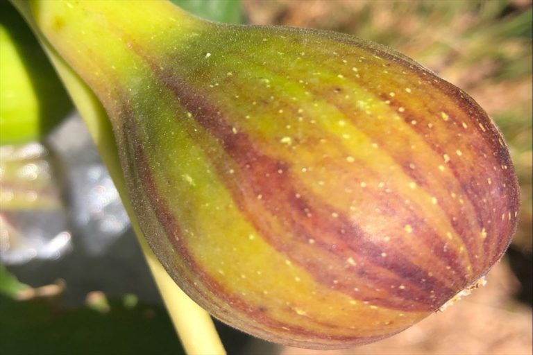 Coll de Dama Mutant (レデイーミュータント)の特徴・味・耐寒性 | 世界のイチジク