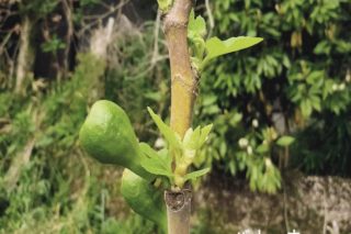 Zaffiro Fig(ザフィーロ イチジク)の特徴・味・耐寒性・栽培 | 世界のイチジク