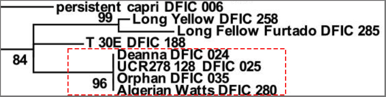 Deanna(ディアンナ)(Orphan,Jin Ao Fen)Figの特徴と特徴・味・耐寒性・栽培 | 世界のイチジク