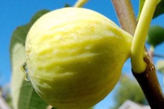 世界のイチジクの品種と特徴・味・耐寒性・栽培 | 世界のイチジク