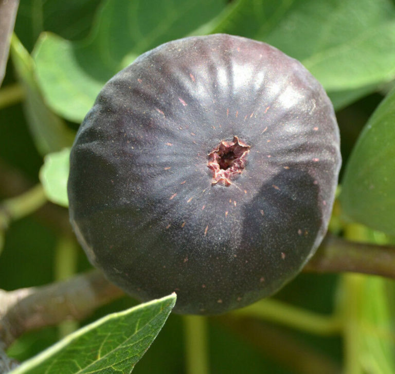 Bebera Preta(べベラ プレタ イチジク)＝Brebera Preta Figの特徴と苗の育て方 | 世界のイチジク