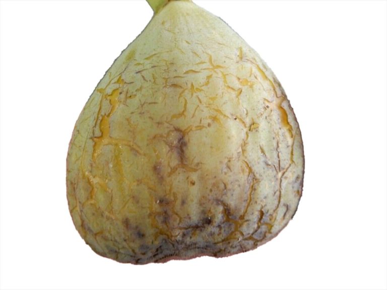 Campaniere(Calvy)Fig(カンパニエール)の特徴・味・耐寒性・栽培 | 世界のイチジク