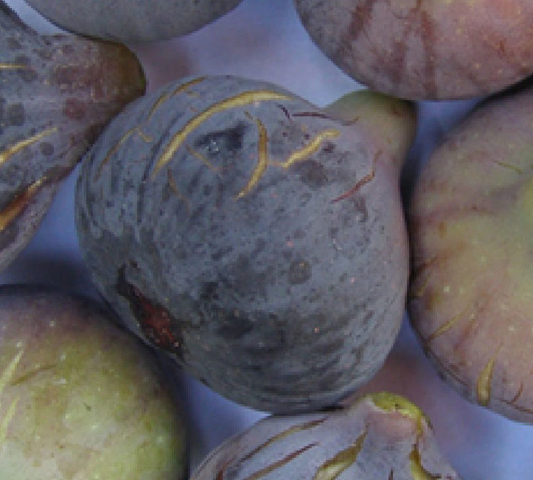 Black Madeira ブラックマディラ の特徴・味・耐寒性と本物と偽物！ | 世界のイチジク