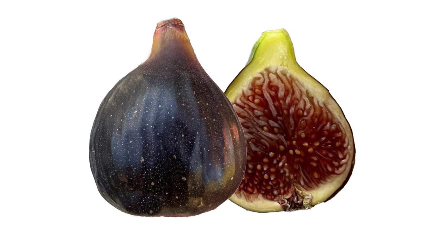Angelito fig (アンジェリト イチジク)の特徴・味・耐寒性・栽培 | 世界のイチジク