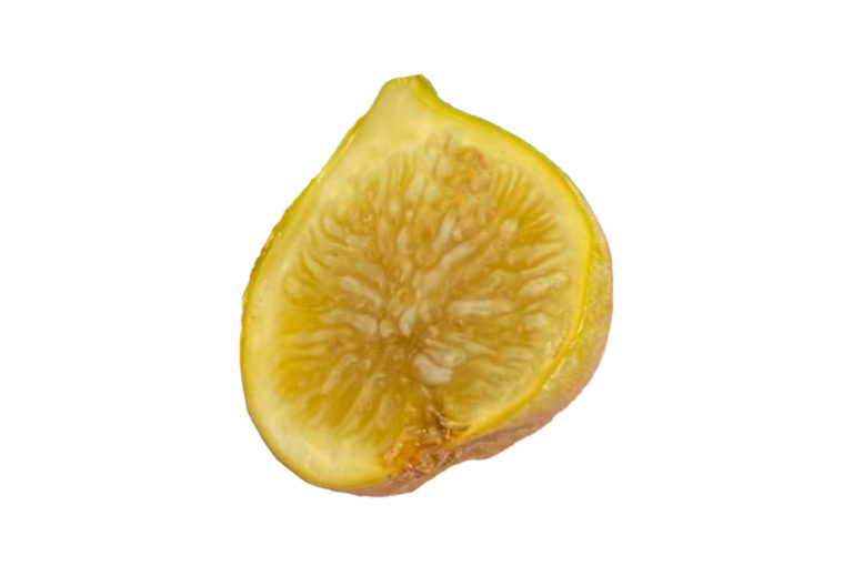 Golden Riverside Fig(UCR 278-128) ゴールデンリバーサイド イチジクの特徴・味・耐寒性・栽培 | 世界のイチジク