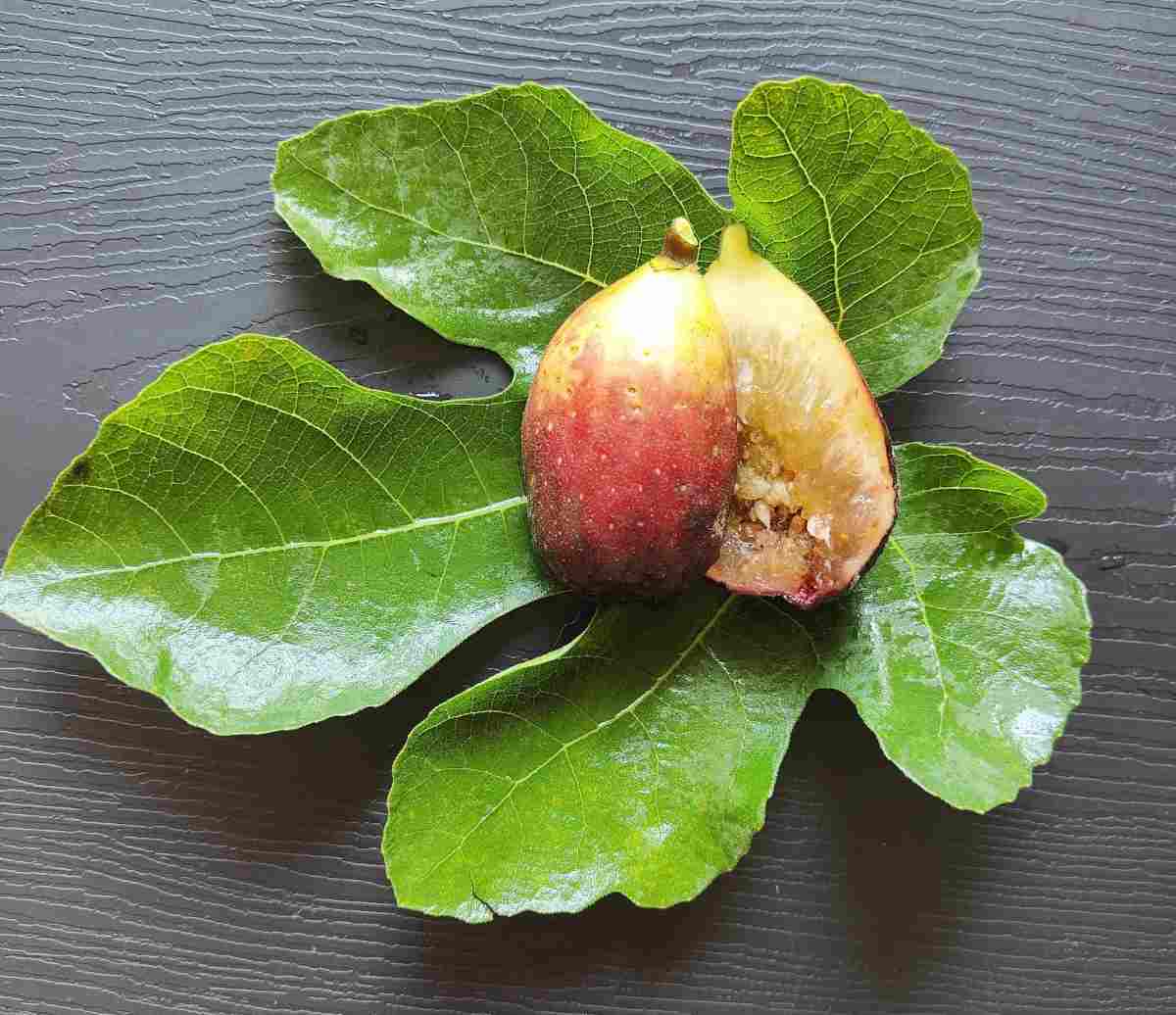 Red Palestine Fig(レッド パレスチナ)の特徴・味・耐寒性・栽培 | 世界のイチジク