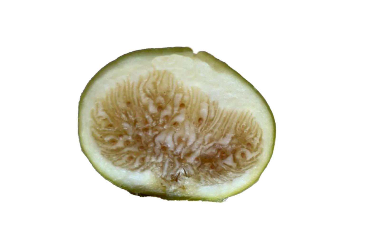 Mei Li Ya Fig (メイリーヤー イチジク)の特徴・味・耐寒性・栽培 | 世界のイチジク