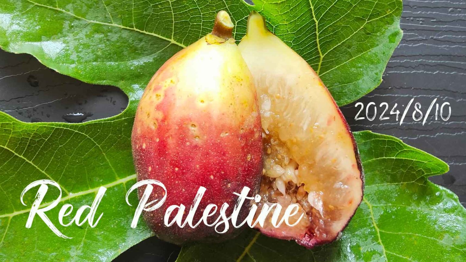 Red Palestine Fig(レッド パレスチナ)の特徴・味・耐寒性・栽培 | 世界のイチジク