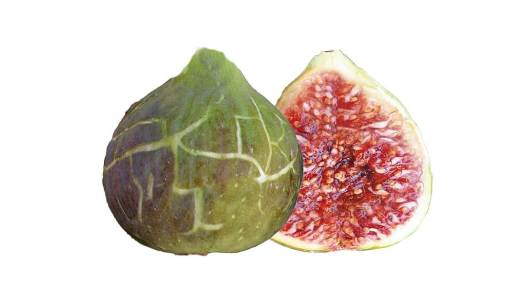 Angelito fig (アンジェリト イチジク)の特徴・味・耐寒性・栽培 | 世界のイチジク