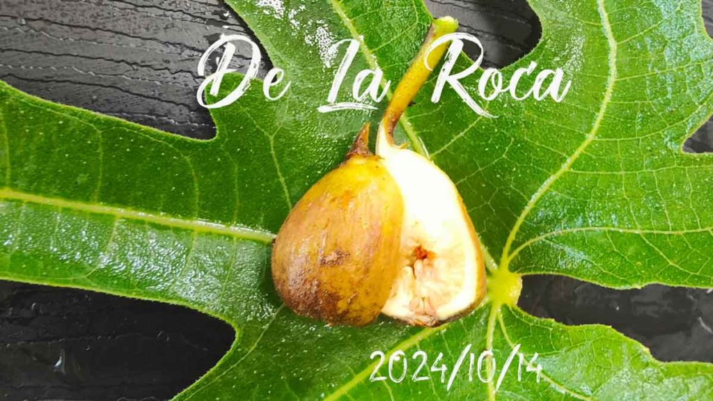 LSU Gold Fig（LSUゴールド イチジク）の特徴・味・耐寒性・栽培 | 世界のイチジク