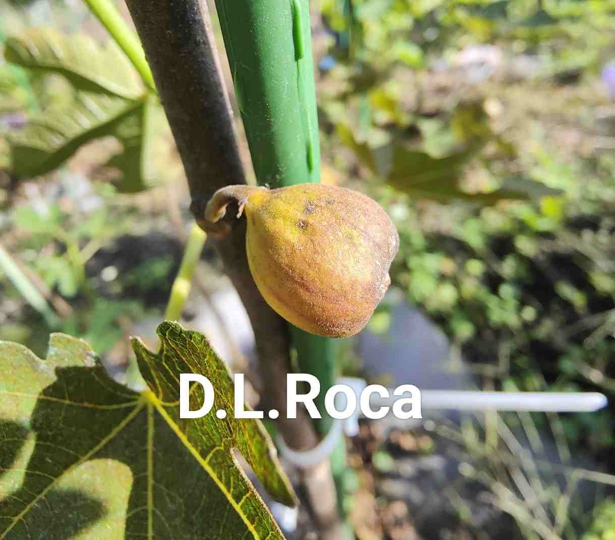 De La Roca Fig(デ・ラ・ロカ イチジク)の特徴・味・耐寒性・栽培 | 世界のイチジク