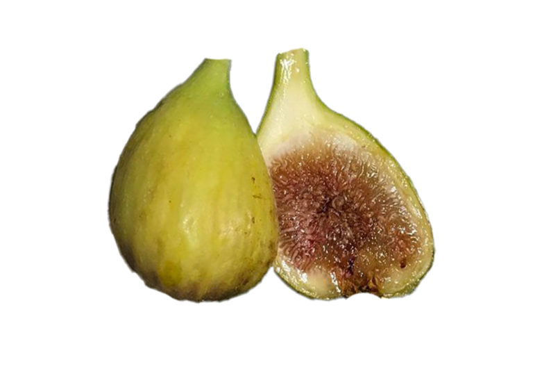 De La Roca Fig(デ・ラ・ロカ イチジク)の特徴・味・耐寒性・栽培 | 世界のイチジク
