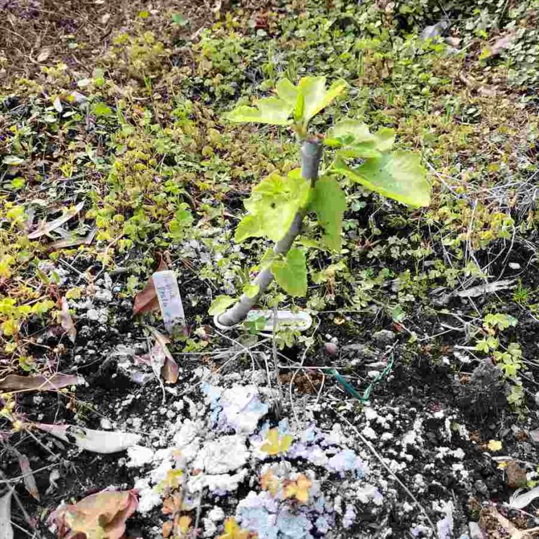 Bebera Preta(べベラ プレタ イチジク)＝Brebera Preta Figの特徴と苗の育て方 | 世界のイチジク