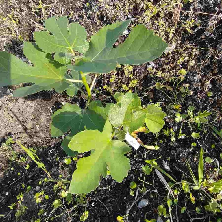 Campaniere(Calvy)Fig(カンパニエール)の特徴・味・耐寒性・栽培 | 世界のイチジク