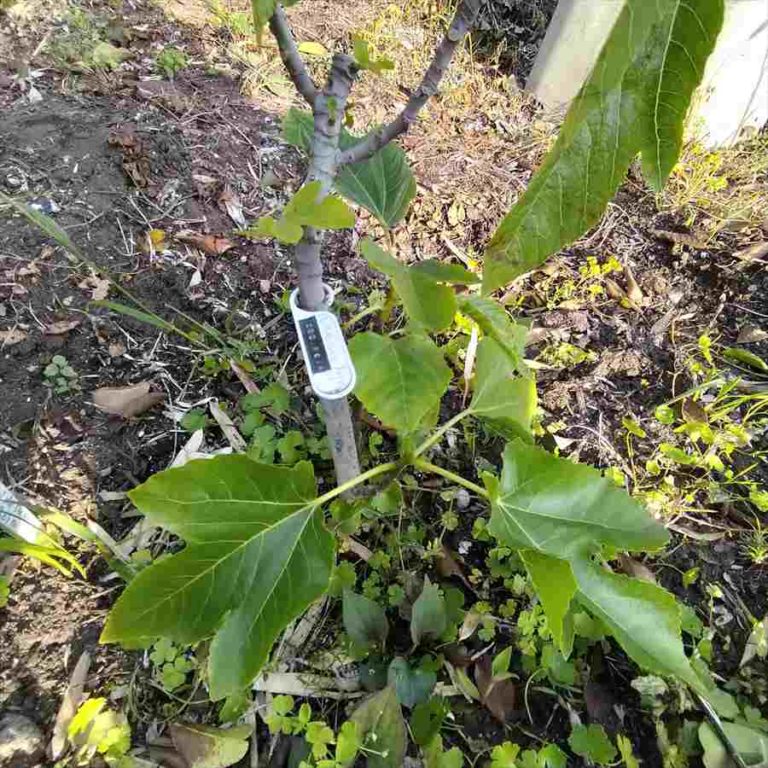 Coll de Dama Roja(コル デ ダマ ロハ)の特徴・味・耐寒性・栽培 | 世界のイチジク