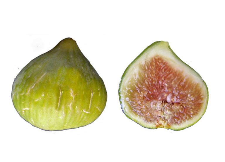 LSU Gold Fig（LSUゴールド イチジク）の特徴・味・耐寒性・栽培 | 世界のイチジク