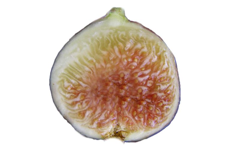 Paradiso(パラディーソ)の特徴・味・耐寒性・栽培 | 世界のイチジク