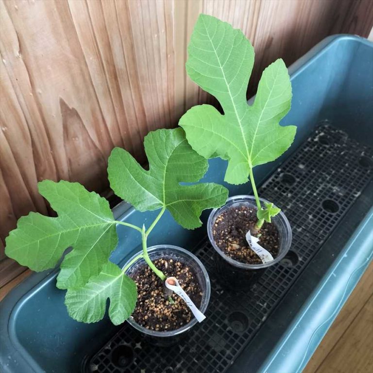 Beall Fig(ビオール イチジク)の特徴・味・耐寒性・栽培 | 世界のイチジク