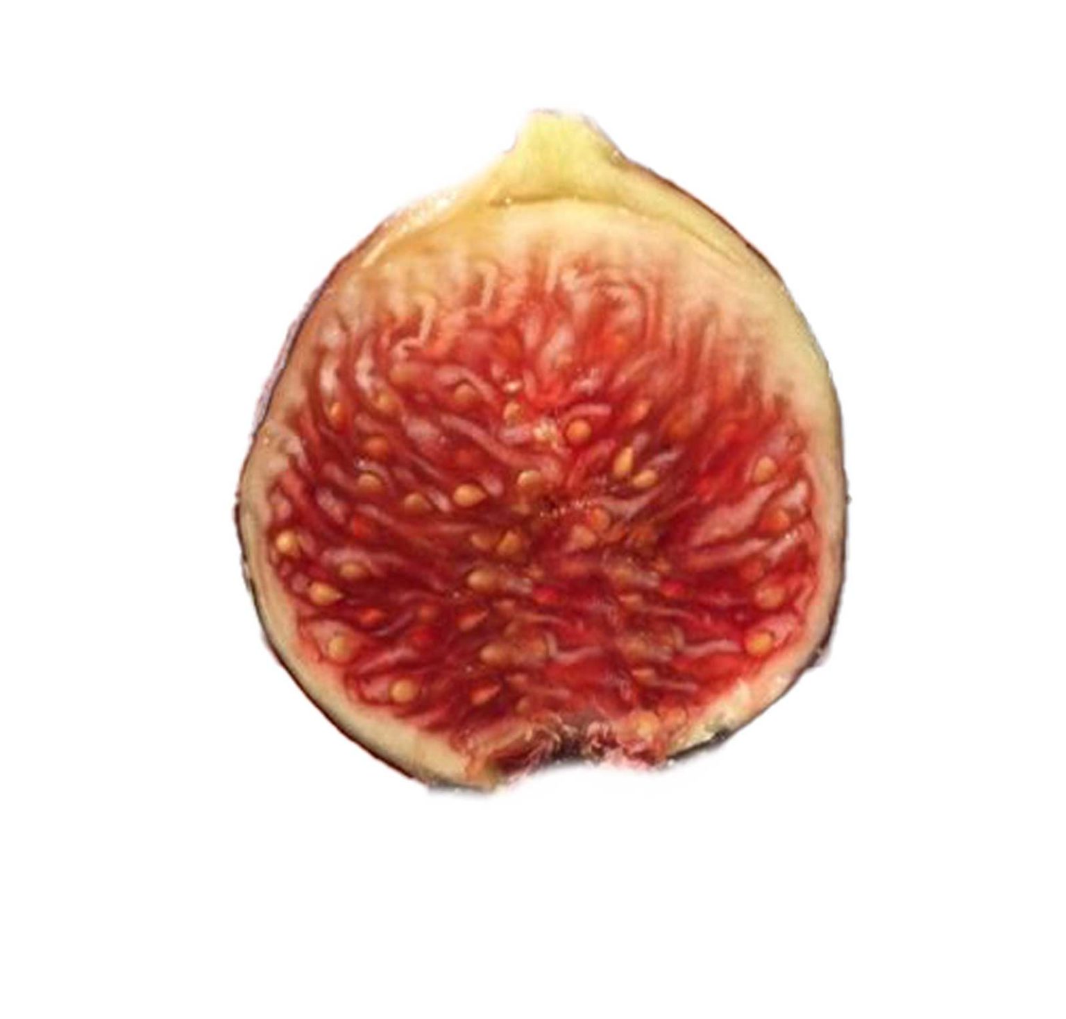 Nero 600m Figの特徴・味・耐寒性・栽培 | 世界のイチジク