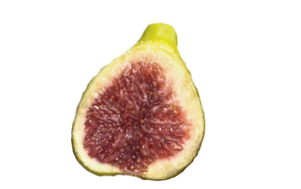 Adriatic JHの特徴・味・耐寒性・栽培 | 世界のイチジク