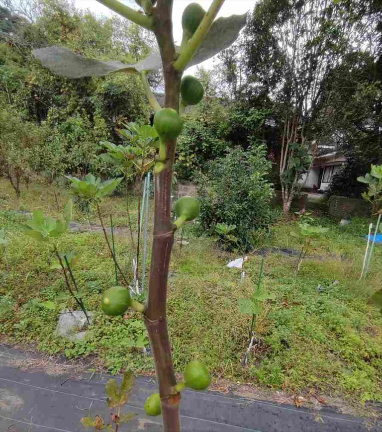 Campaniere(Calvy)Fig(カンパニエール)の特徴・味・耐寒性・栽培 | 世界のイチジク