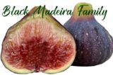 Black Madeira ブラックマディラ の特徴・味・耐寒性と本物と偽物！ | 世界のイチジク
