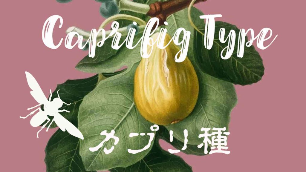 The LSU Fig Collection LSU シリーズ イチジク(Dr. Ed O’Rourke・エド・オルーク博士) | 世界のイチジク