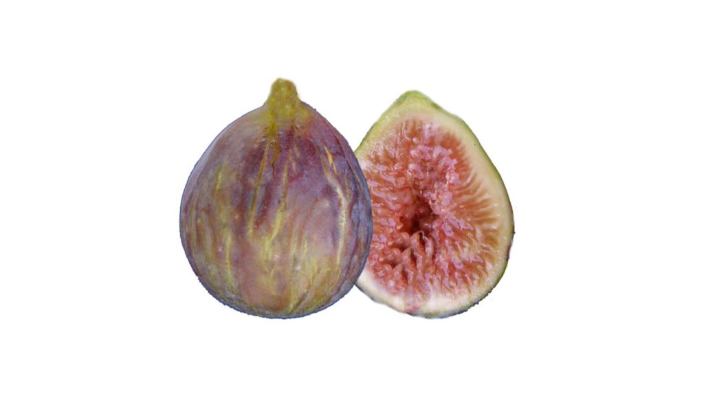 Dottato Nero＝Melanzanaの特徴・味・耐寒性・栽培 | 世界のイチジク