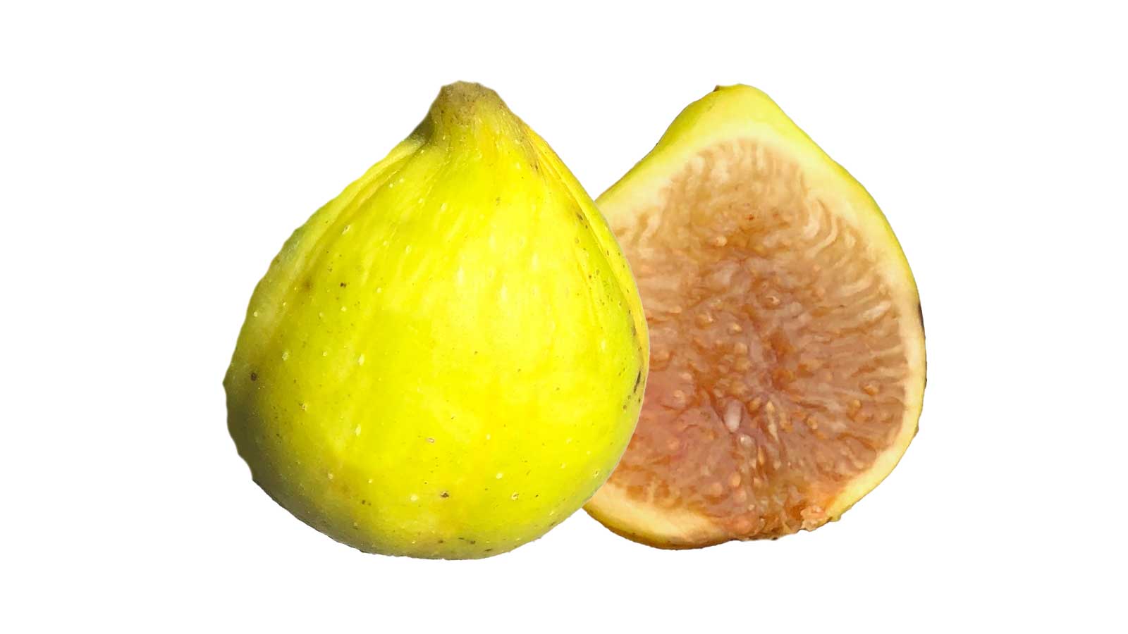 Golden Riverside Fig(UCR 278-128) ゴールデンリバーサイド イチジクの特徴・味・耐寒性・栽培 | 世界のイチジク