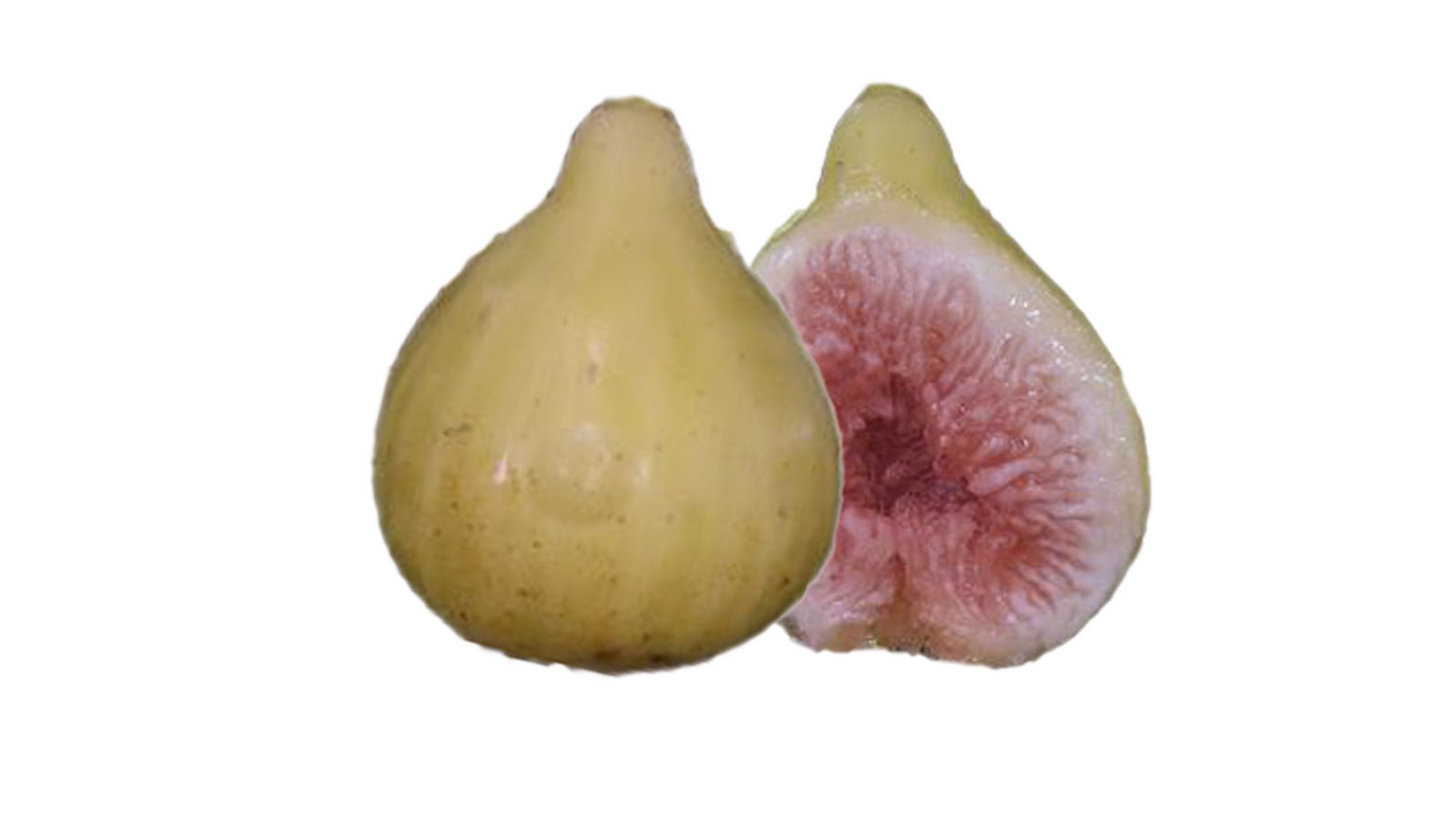 The LSU Fig Collection LSU シリーズ イチジク(Dr. Ed O’Rourke・エド・オルーク博士) | 世界のイチジク