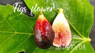 Figs flower(フィグ フラワー)の特徴・味・耐寒性・栽培 | 世界のイチジク