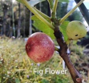 Figs flower(フィグ フラワー)の特徴・味・耐寒性・栽培 | 世界のイチジク