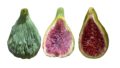 Angelito fig (アンジェリト イチジク)の特徴・味・耐寒性・栽培 | 世界のイチジク