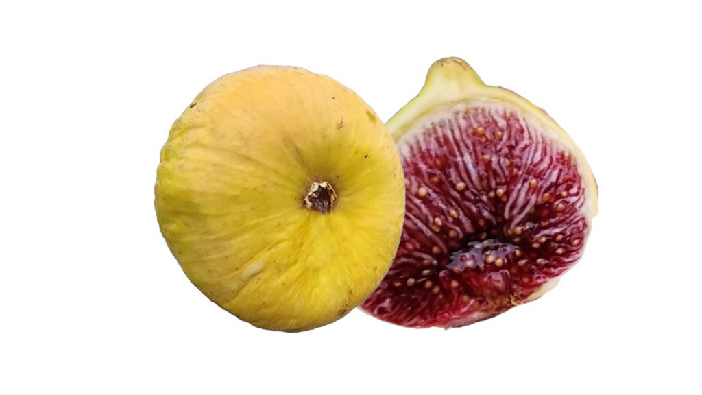 Coll De Dama Grise (レディグレイ)の特徴・味・耐寒性・栽培 | 世界のイチジク